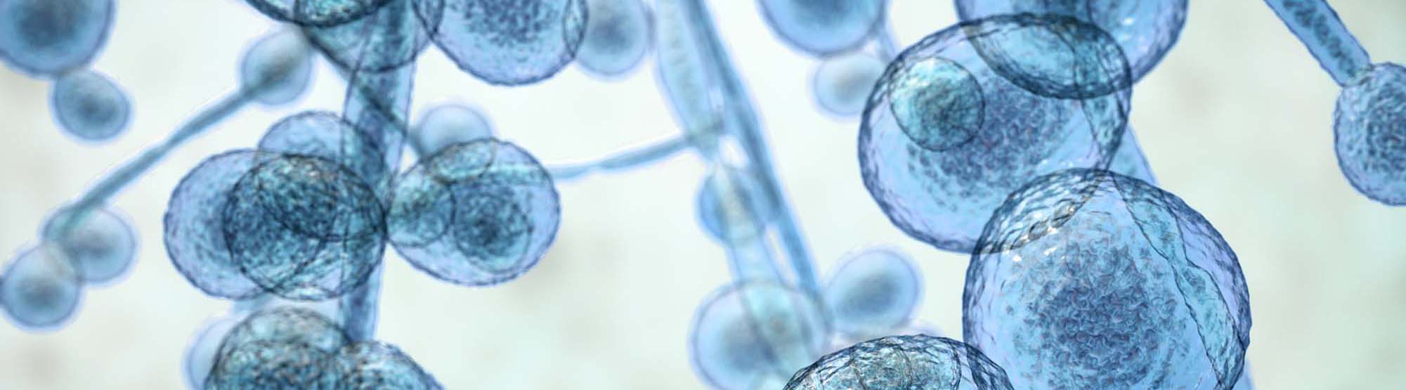 Candida auris Testing | ARUP Laboratories